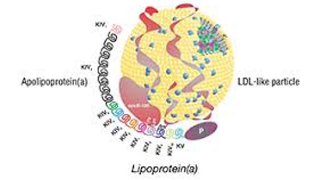 Lipoprotein little a Lp(a) - Integracare Clinic