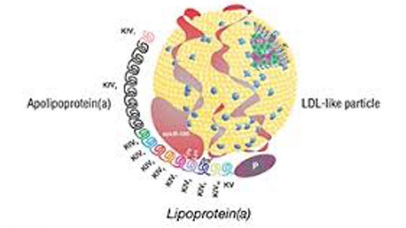 Lipoprotein little a Lp(a) - Williams Integracare Clinic